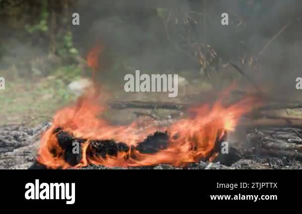 Destruction of jungle forest for farmland. Close-up of fire. The tire ...