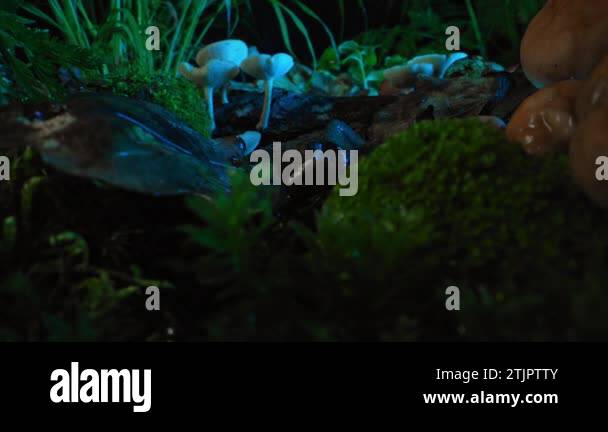 Hallucinogen mushrooms Stock Videos & Footage - HD and 4K Video Clips - Alamy