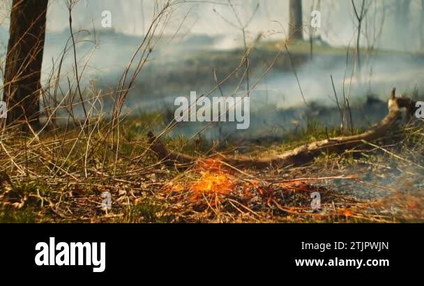 Cinematic establishing shot of a wildfire spreading through lush green ...