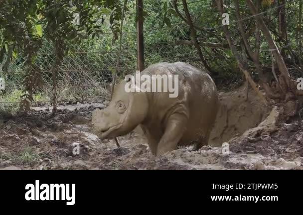 Rhinoceros mud Stock Videos & Footage - HD and 4K Video Clips - Alamy