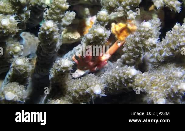 Small crab crawling in coral underwater. Schools of shimmering fish ...