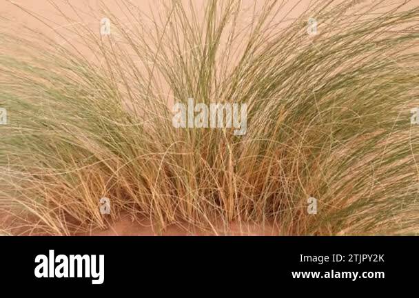 Morocco sahara plant Stock Videos & Footage - HD and 4K Video Clips - Alamy