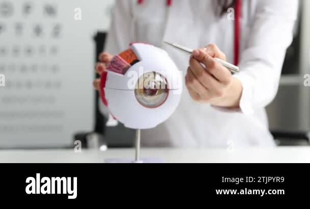 Optometrist shows anatomy of eye on layout. Structure and function of ...