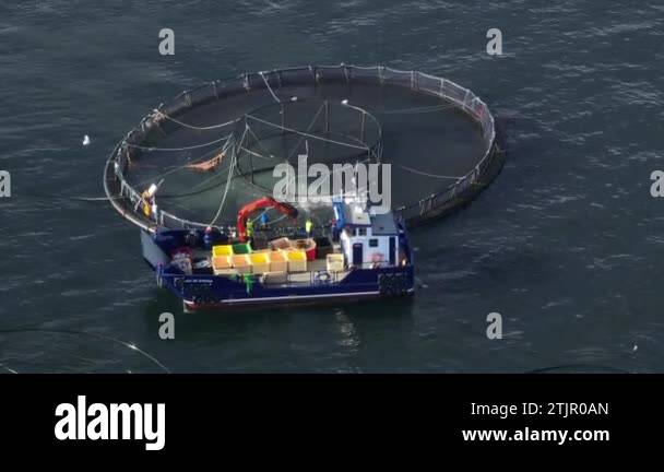Fish Being Caught from an Aquaculture Sea Farm for the Food Market ...