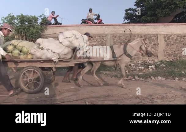 Horse pulling heavy load Stock Videos & Footage - HD and 4K Video Clips ...