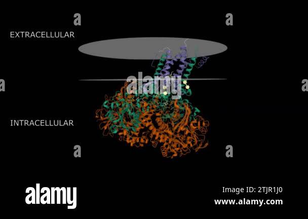 Structure of E. coli hydrogenase-1 in complex with cytochrome b ...