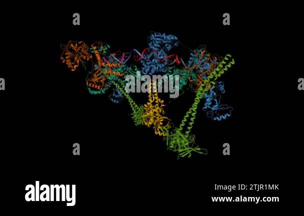The conserved error-prone non-homologous end joining (NHEJ) short-range ...
