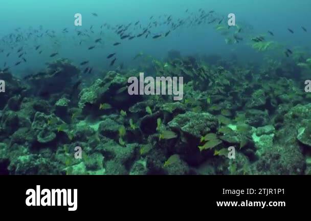 Immerse yourself in vibrant marine world of Isla Del Coco coral reefs ...