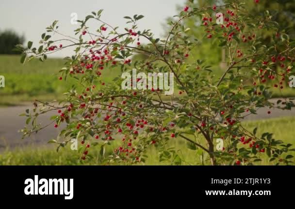 June berry tree Stock Videos & Footage - HD and 4K Video Clips - Alamy