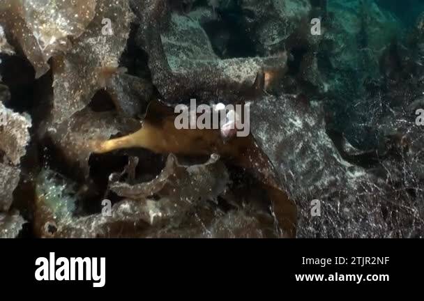 Underwater arctic landscape video in cold clear water of the Arctic ...