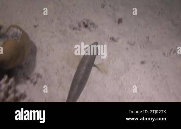 Lionfish swims into video frame after another fish underwater in Red ...