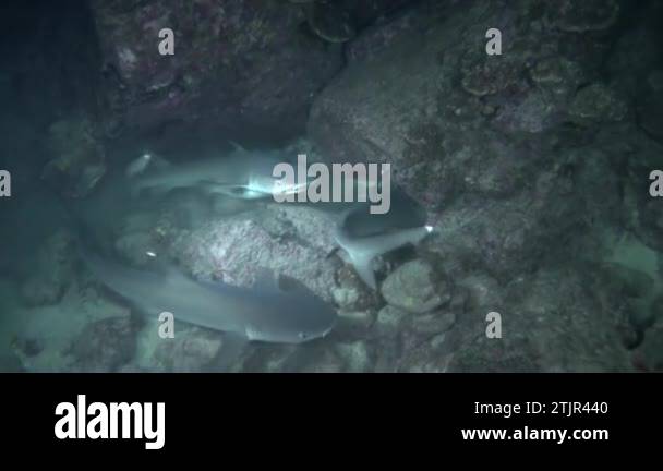 Get closer look at reef sharks underwater in Isla Del Coco. Predators ...