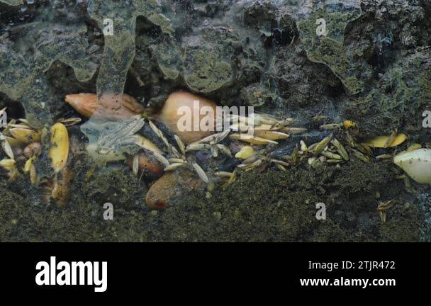 Decaying plant soil Stock Videos & Footage - HD and 4K Video Clips - Alamy