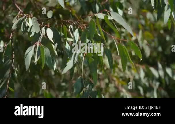 Eucalyptus tree branch moving on wind blow,evergreen plants nature.4k ...