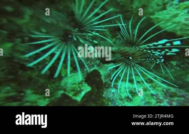 Beautiful underwater fish floating reefs Stock Videos & Footage - HD ...