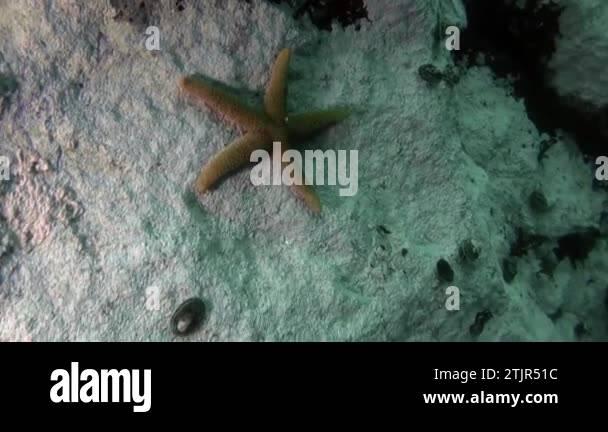 Underwater video in cold clear water of the Southern Ocean in ...