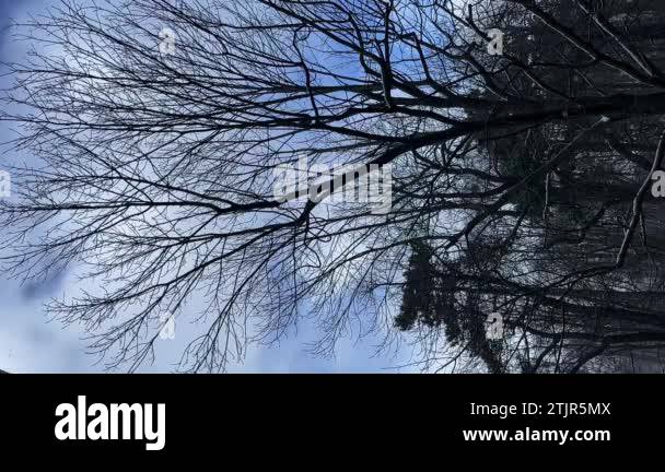 Extreme Falling snow between trees during heavy snowfall in winter city ...