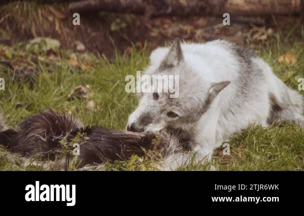 Wolf moose Stock Videos & Footage - HD and 4K Video Clips - Alamy