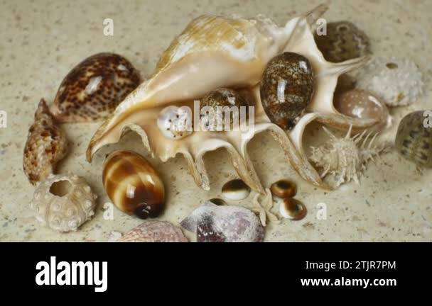 Pile of sea shells Stock Videos & Footage - HD and 4K Video Clips - Alamy