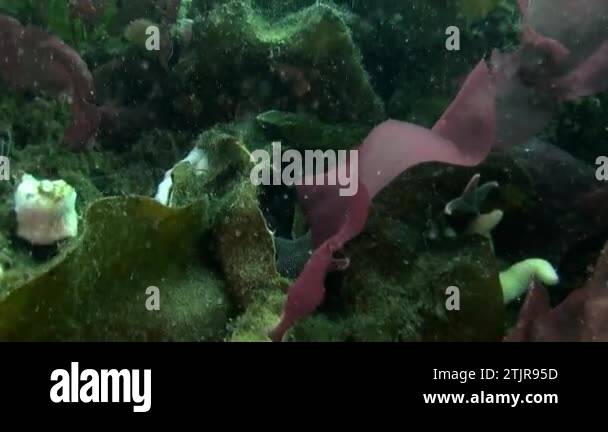 Underwater video in cold clear water of the Southern Ocean in ...
