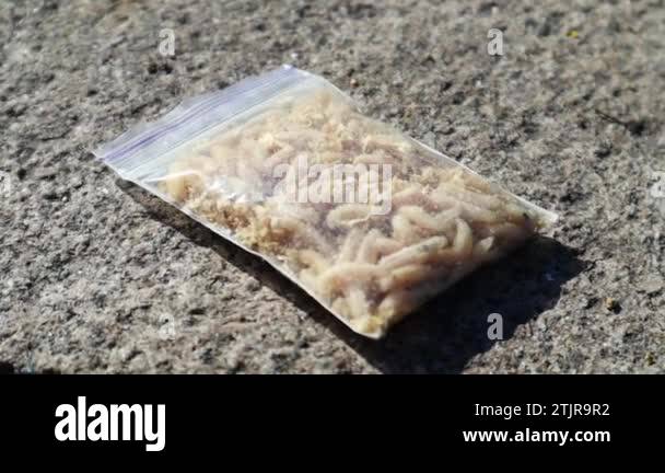Closed transparent bag with caught larvae of white fly larvae. Many ...