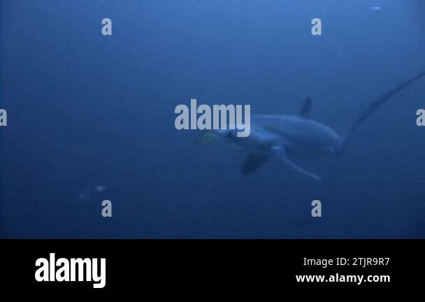Great dive with the rare and cautious Thresher shark at a depth of 40 ...