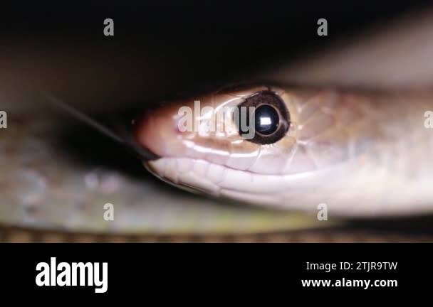 Ptyas korros, commonly known as the Chinese ratsnake or Indo-Chinese ...
