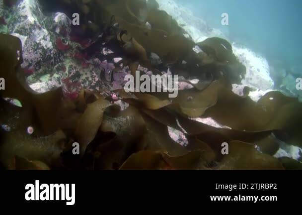 Underwater video in cold clear water of the Southern Ocean in ...