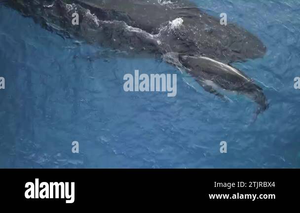 Whale mother and cub top view. North Atlantic smooth whale (Eubalaena ...