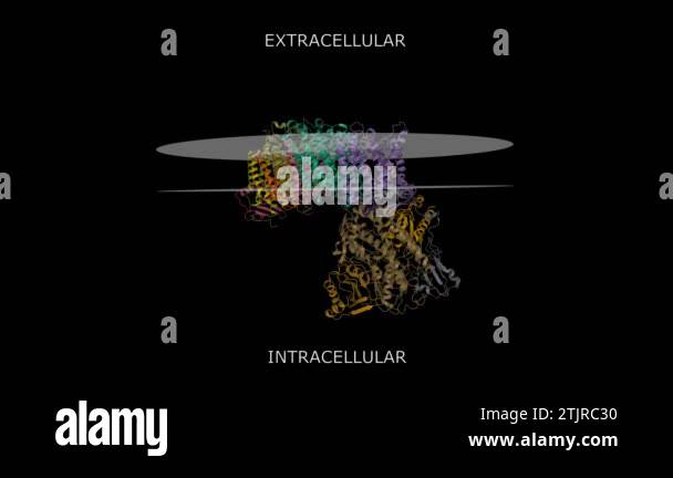 Cryo-EM structure of a respiratory membrane-bound hydrogenase from ...