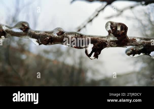 Branches of bush covered with ice after rain in frost in winter close-up. Frozen plants. After ...