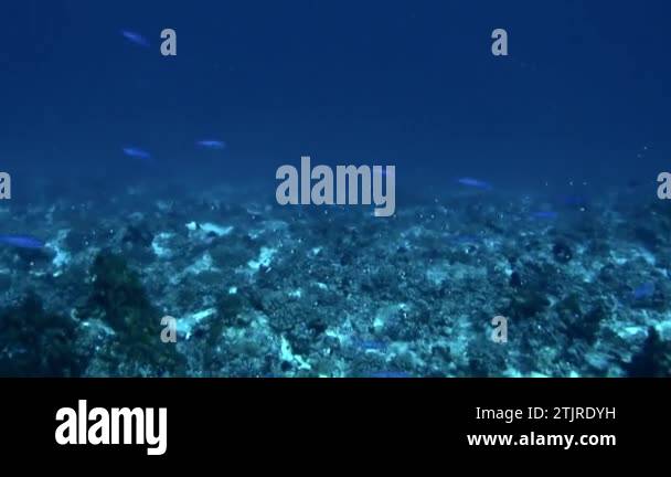 Mesmerizing view of fish and corals underwater in French Polynesia is ...