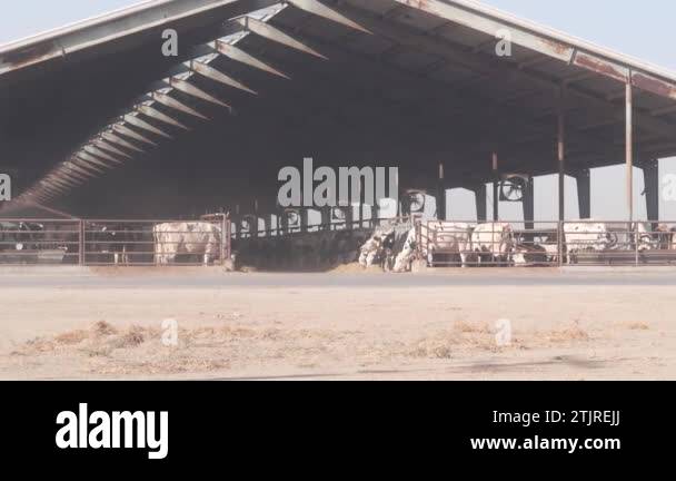 Commercial beef cattle Stock Videos & Footage - HD and 4K Video Clips ...
