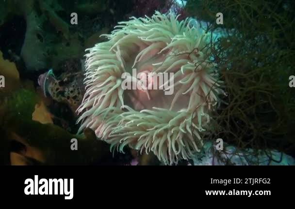 Underwater video in cold clear water of the Southern Ocean in ...