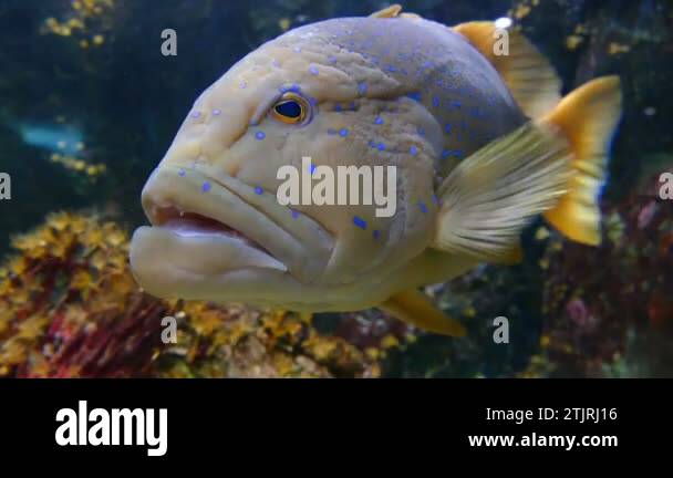 Grouper fish teeth Stock Videos & Footage - HD and 4K Video Clips - Alamy