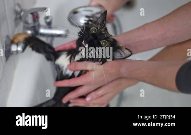 The hands of a young caucasian guy hold a wet thoroughbred dark cat ...