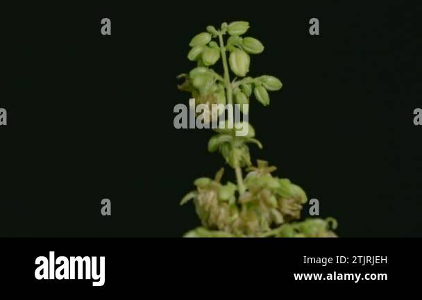 Zoom in on the top of the cannabis flower.Male cannabis flowers in full ...