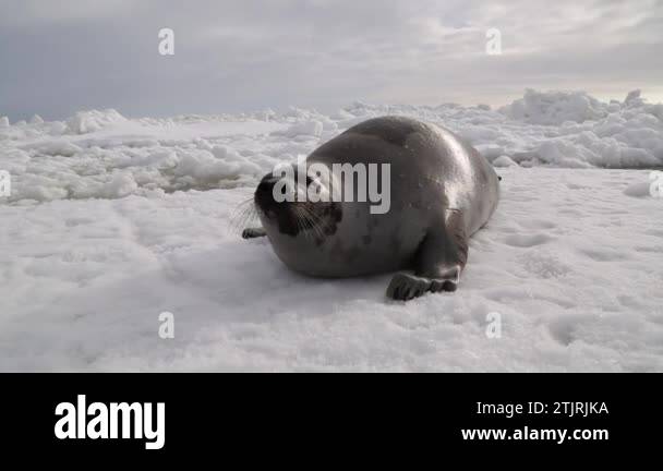 Cute seal in snow close-up background cloudy sky on shore of Sea of ...