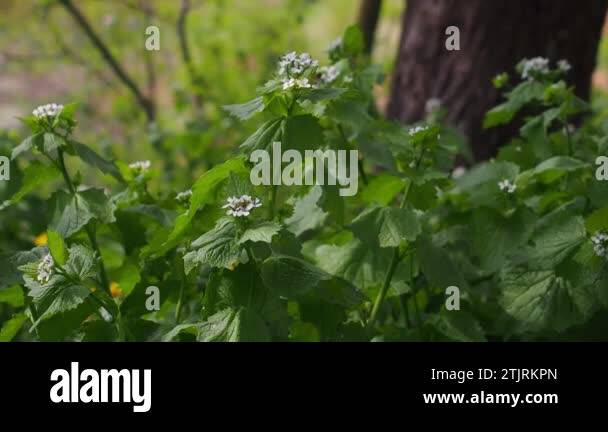 Garlic Mustard - Alliaria petiolata Common plant of woodland edge ...