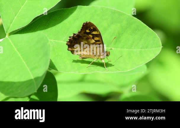 Hamearis lucina called Lucina butterfly in the green forest Stock Video ...
