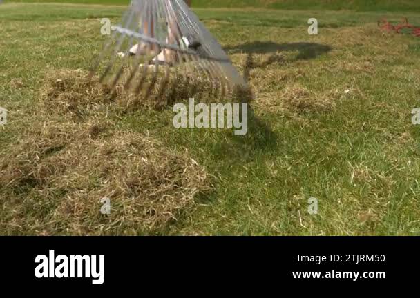 CLOSE UP: Young woman raking piles of grass felts remains after lawn ...
