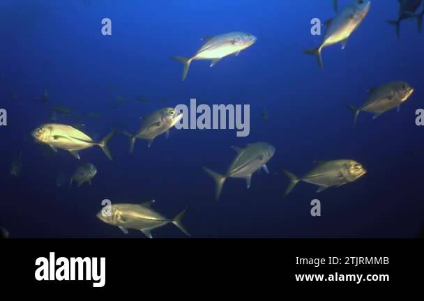 Shoal of snappers in wonderful seabed of the Andaman Sea Islands ...