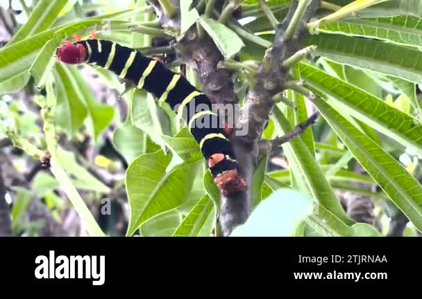 Earthworm eating a leaf, caterpillar of black and yellow stripes ...