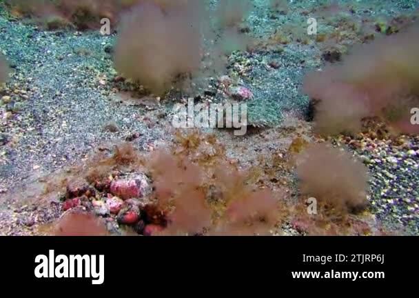 Flounder fish swims away rapidly underwater on background of floating ...