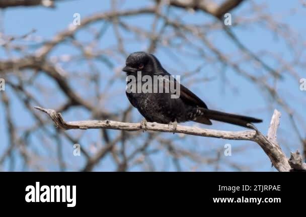 Southern black flycatcher, or Melaenornis pammelaina, in Kgalagadi ...