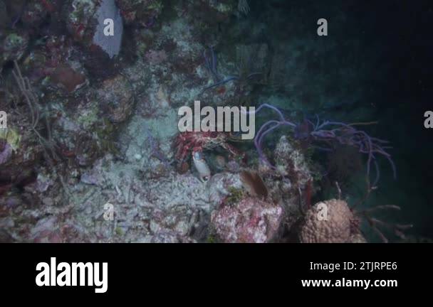 Close-up crab on underwater floor grabs food with ticks and puts it in ...