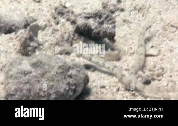 Spotted whistle or flute fish on underwater coral reef in Red Sea ...