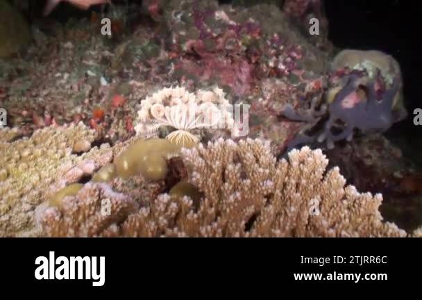 Echinoderm stalked sea lily on underwater coral in ocean in Maldives ...