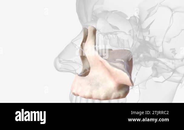 The maxilla in vertebrates is the upper fixed (not fixed in Neopterygii ...