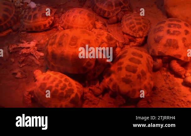 A family of terrestrial tortoises in the light of an infrared lamp. The ...